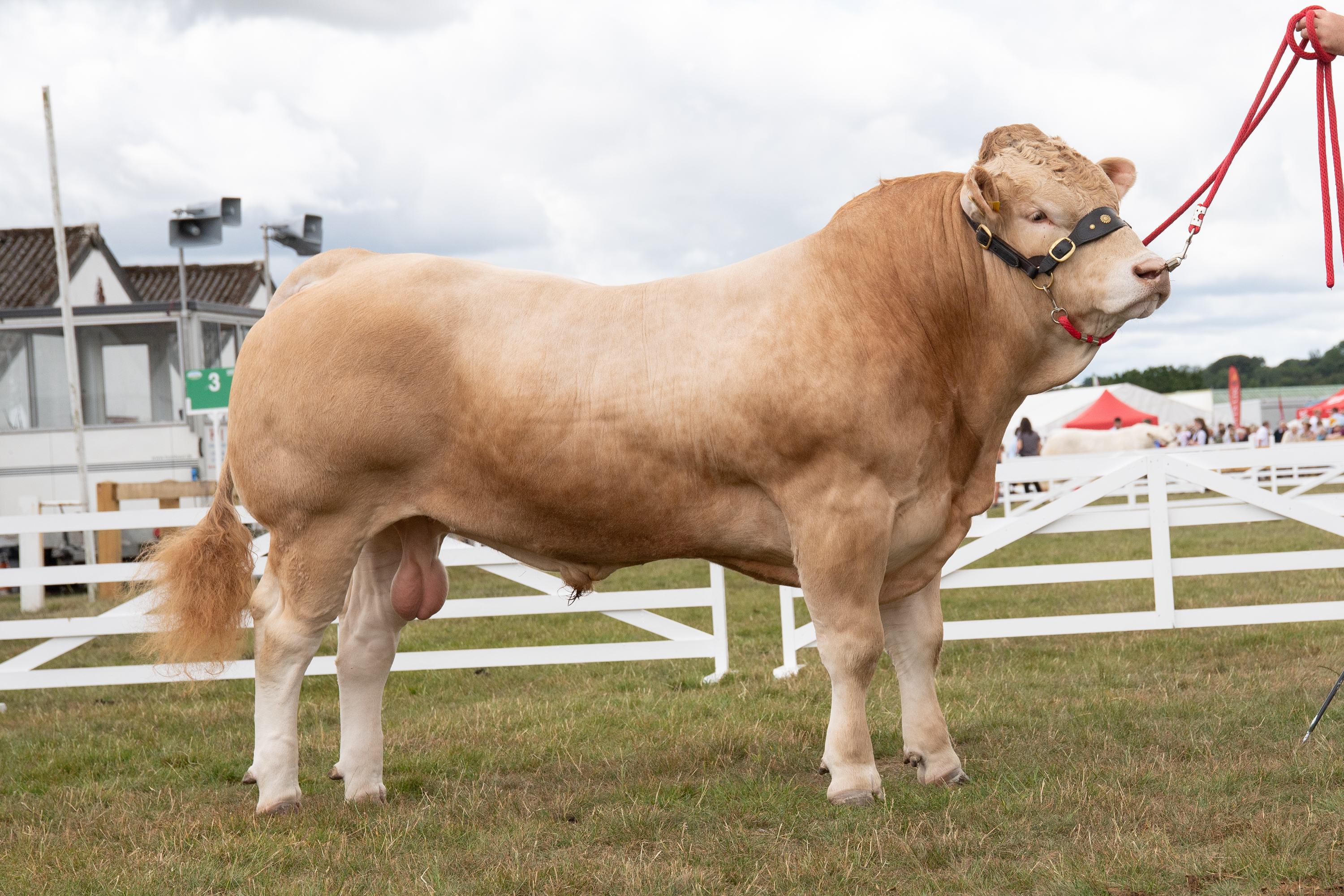 Male champion and reserve overall from Thor Atkinson (image: Rob ...